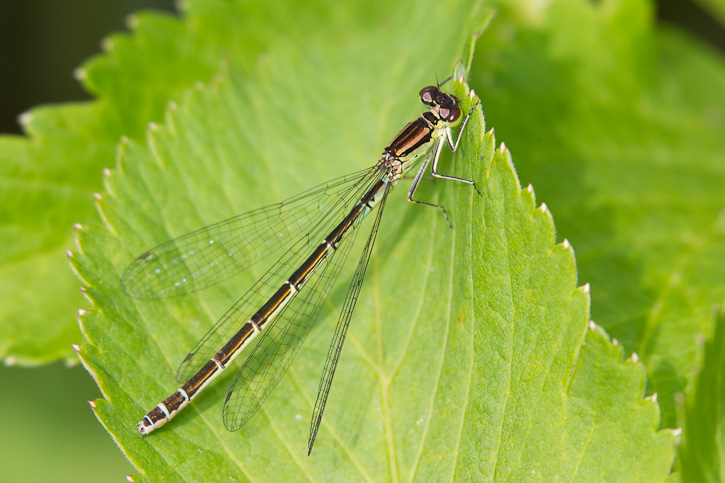 Taiga Bluet (Coenagrion resolutum)